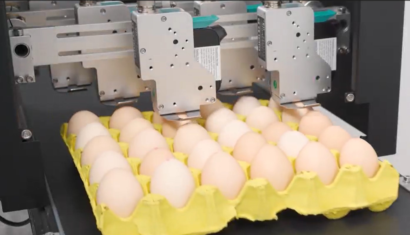 Eggs Printer Multiple Head | Product Details